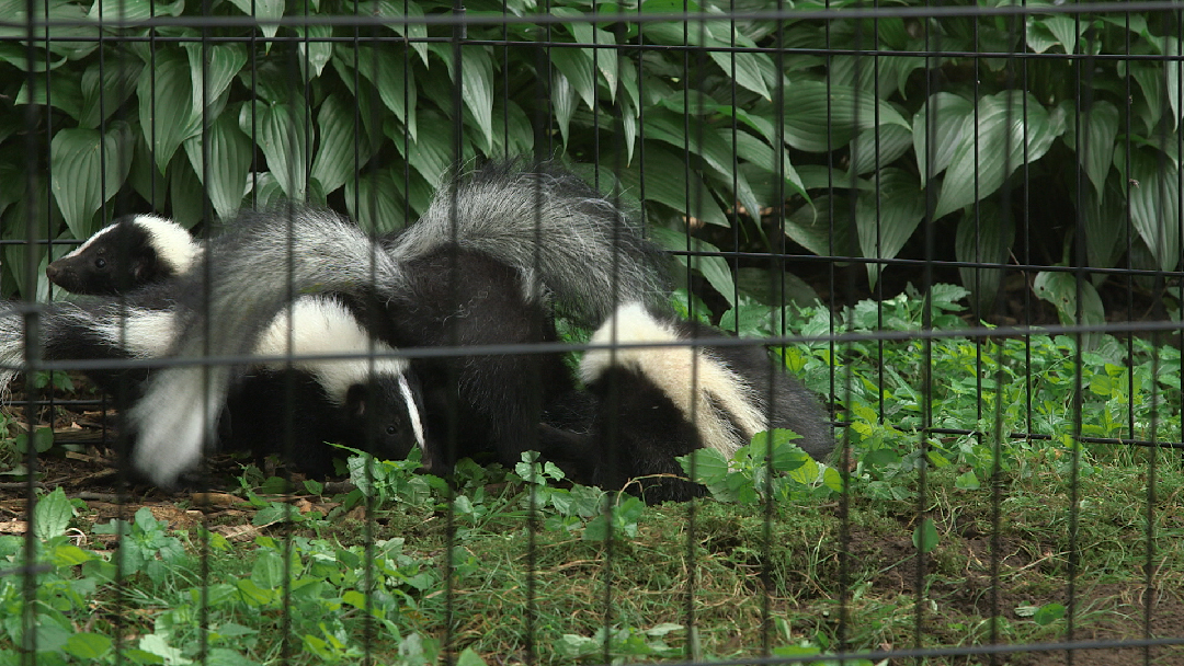 Tillsonburg’s Skunk Lady taking the stink out of skunks | TVO Today