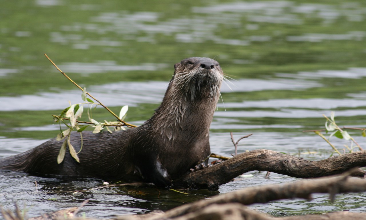 What’s Ontario’s favourite animal? The case for the otter | TVO Today