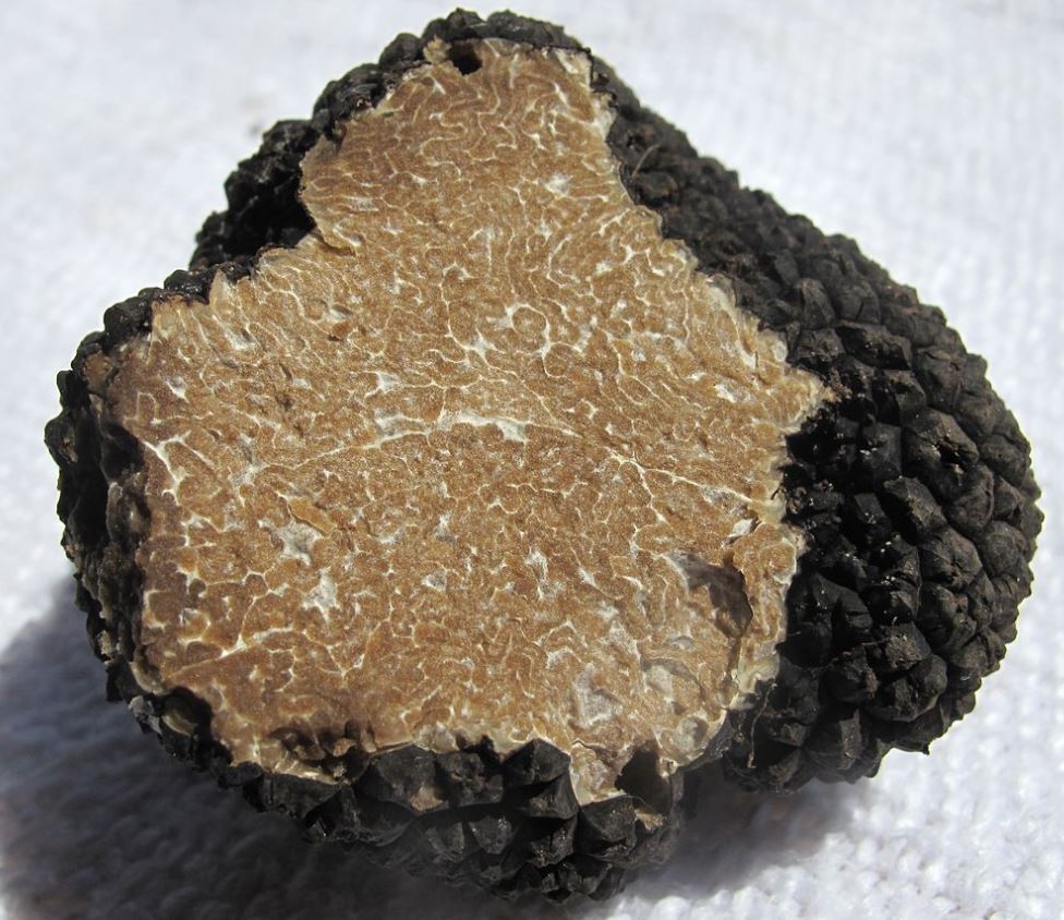 Here comes truffle: Why these Ontario farmers are hoping to make an ...