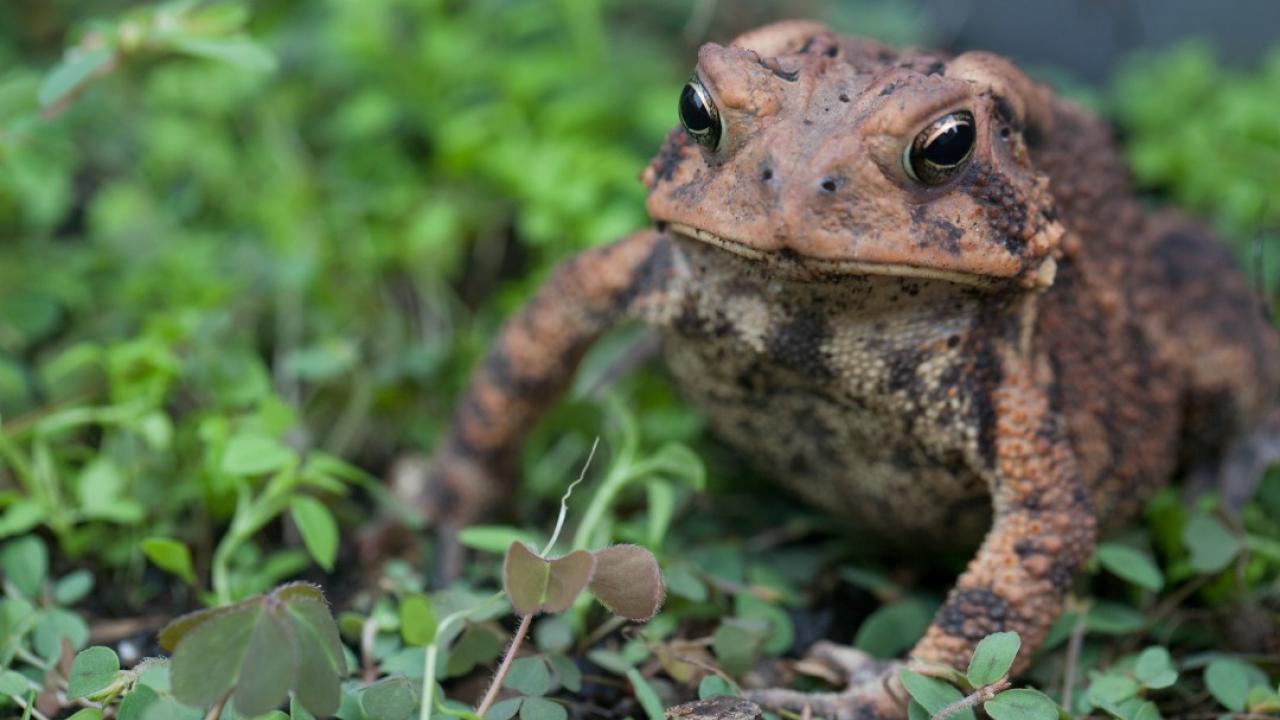 This change in the sleep pattern of toads could signal ecosystem chaos ...