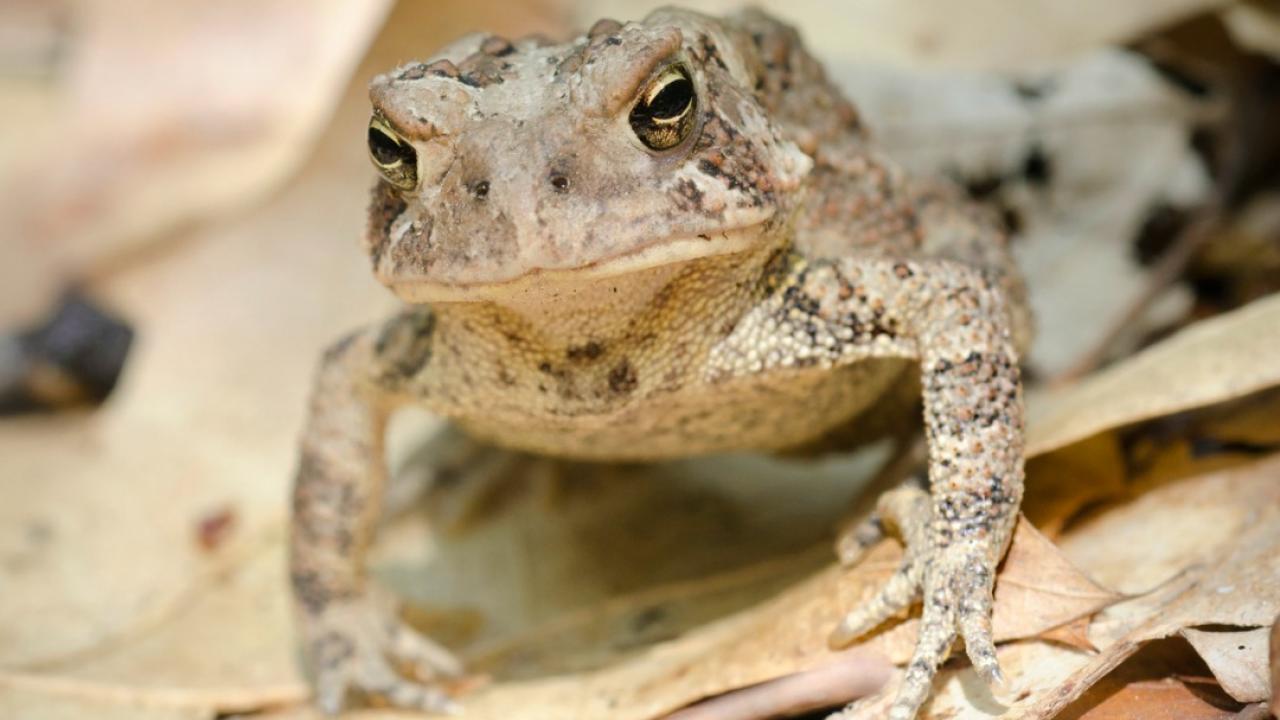 Endangered Ontario: Fouled marshes and the Fowler’s toad | TVO Today