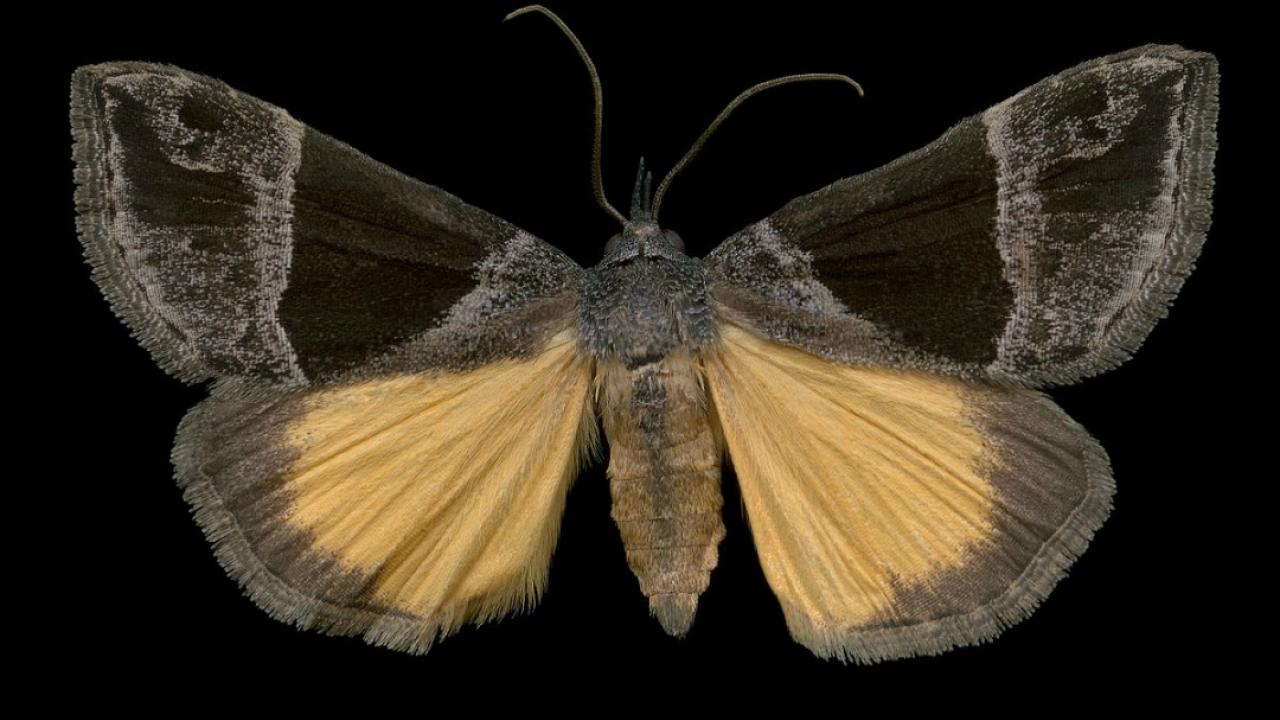 Meet the latest weapon in the war against invasive vines: Moths | TVO Today