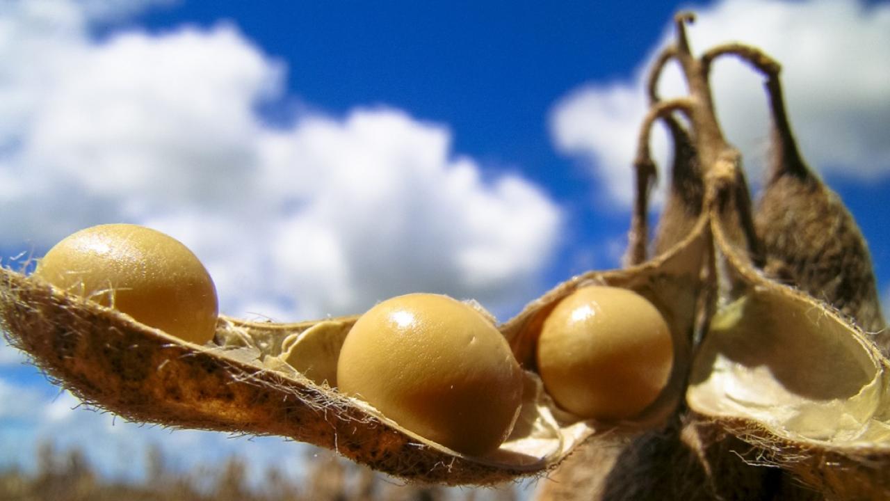 Chinese soybean tariffs are aimed at U.S. farmers — but Ontario farmers ...