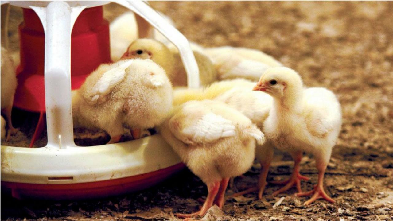 The latest in artisanal food? Ontario chickens | TVO Today