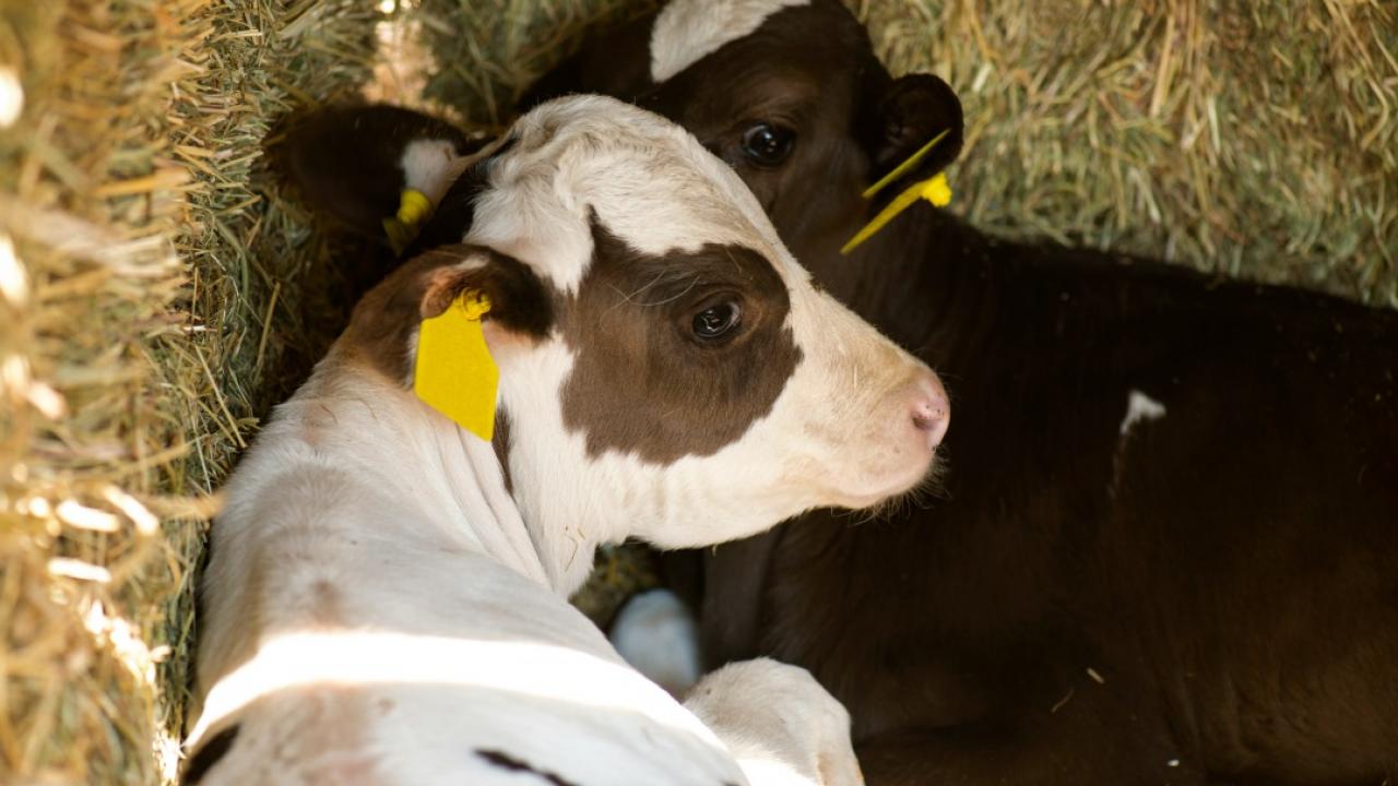 The long road home for Kingston’s prison cows | TVO Today