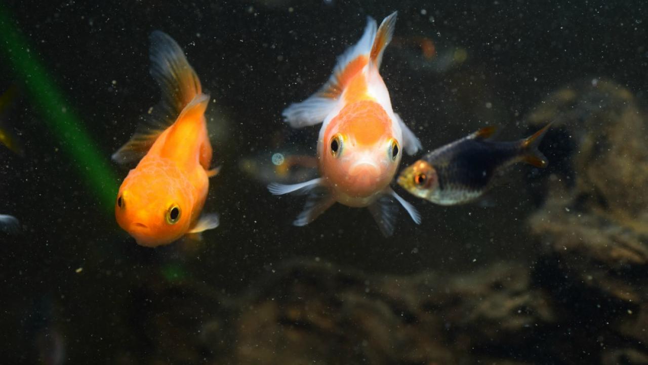 Invasive goldfish take over Hamilton harbour | TVO Today