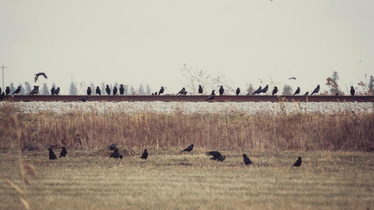Inside Chatham-Kent’s never-ending crow battle | TVO Today