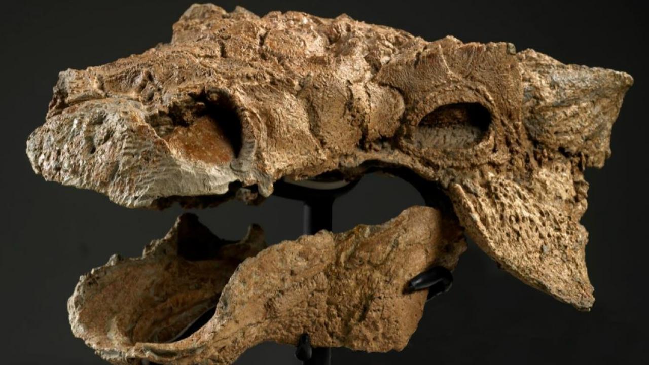 Meet the dinosaur that’s being uncovered in Trenton | TVO Today