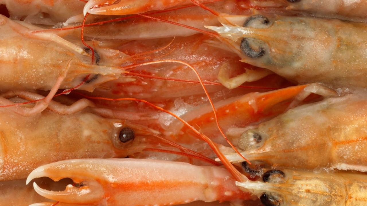 Inside Ontario’s colossal shrimp farm | TVO Today