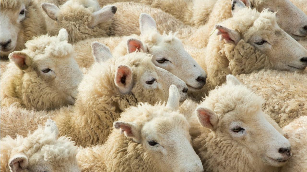 Food Links: The mosquito-borne virus threatening Ontario's sheep | TVO ...