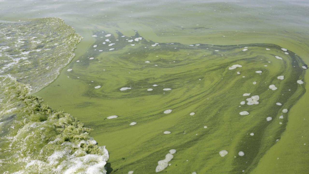 Can Ontario farmers find a way to tame Lake Erie’s algae bloom? | TVO Today