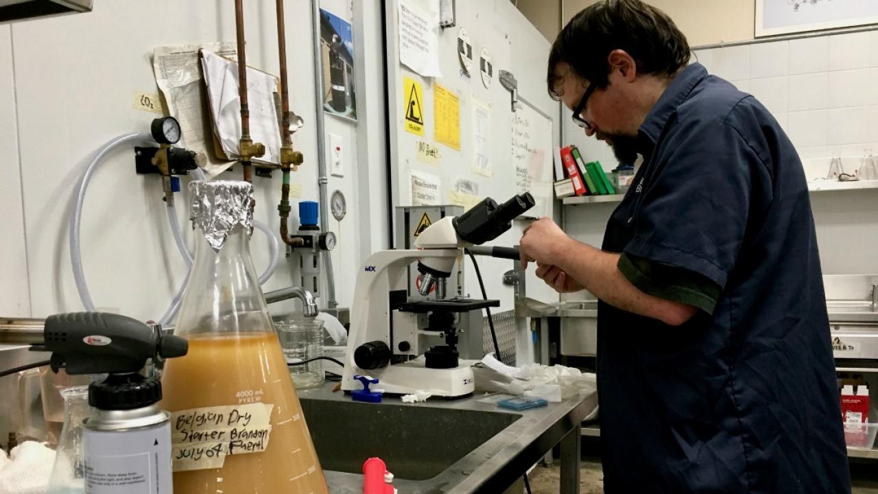 Brewmaster of Arts: How to get a diploma in beermaking | TVO Today