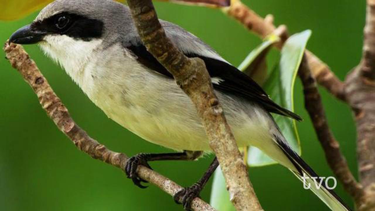 Endangered Ontario: The mysterious migrations of the 'butcher bird ...
