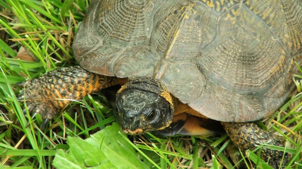 Injured turtles are stacking up higher than ever before. What gives ...