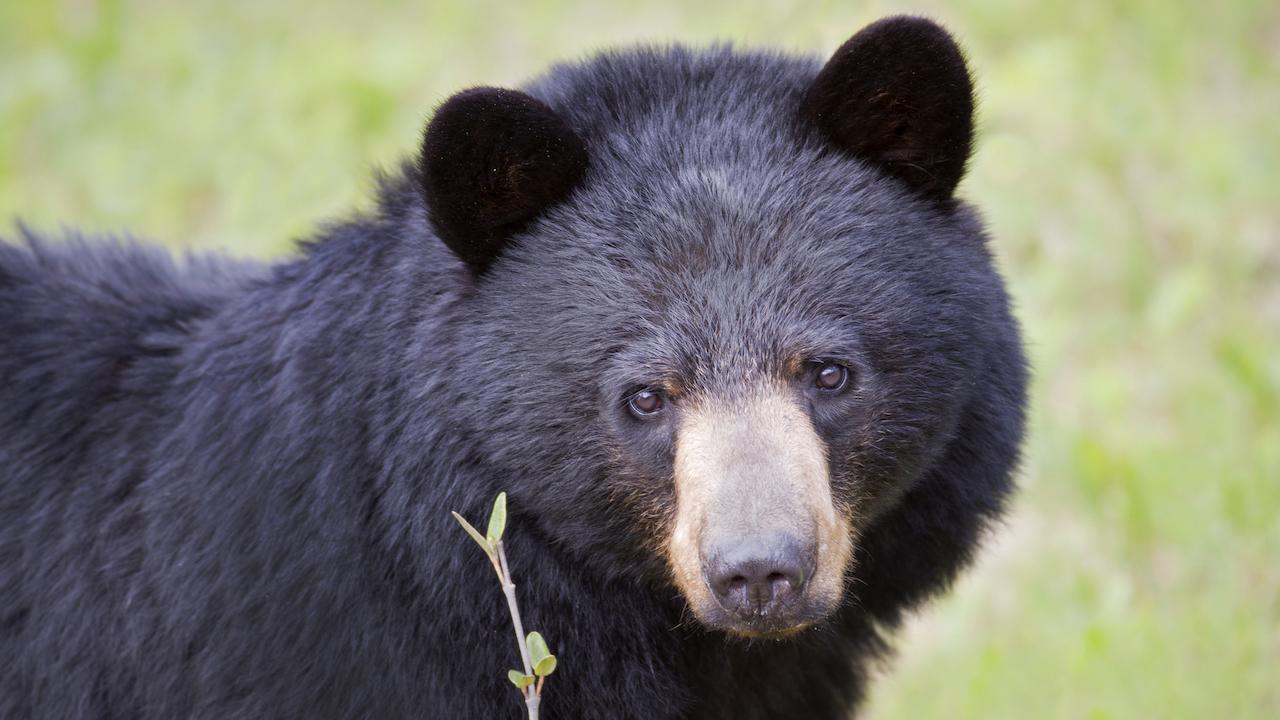 What’s Ontario’s favourite animal? The case for the black bear | TVO Today