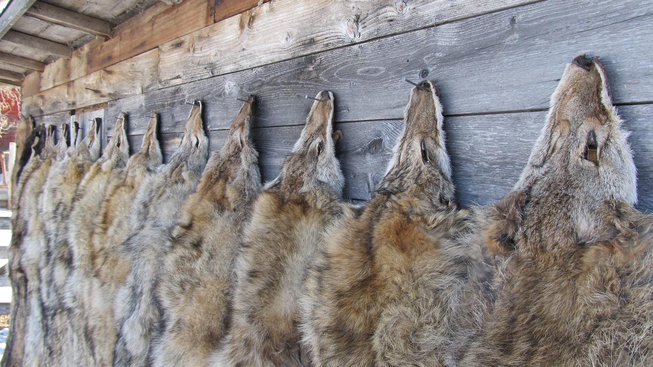 In their own words: Fur trappers on Ontario's oldest profession | TVO Today