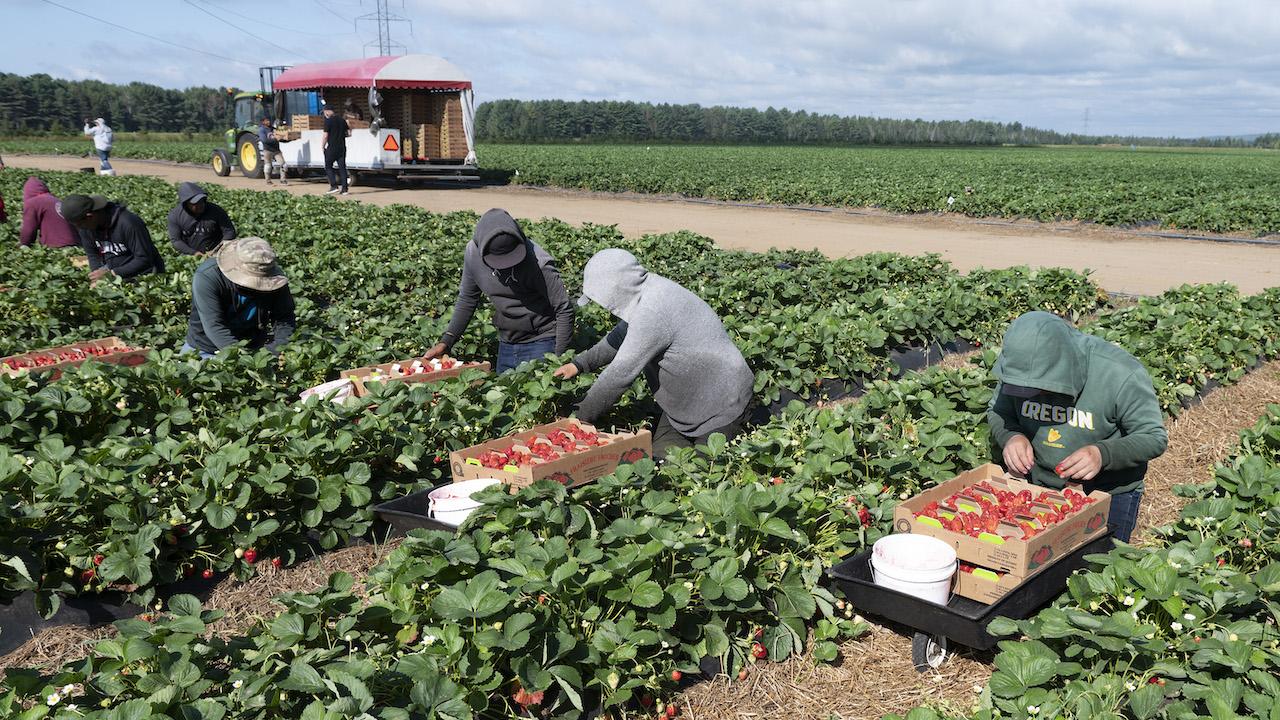 New regulations on migrant farm workers don’t go far enough | TVO Today