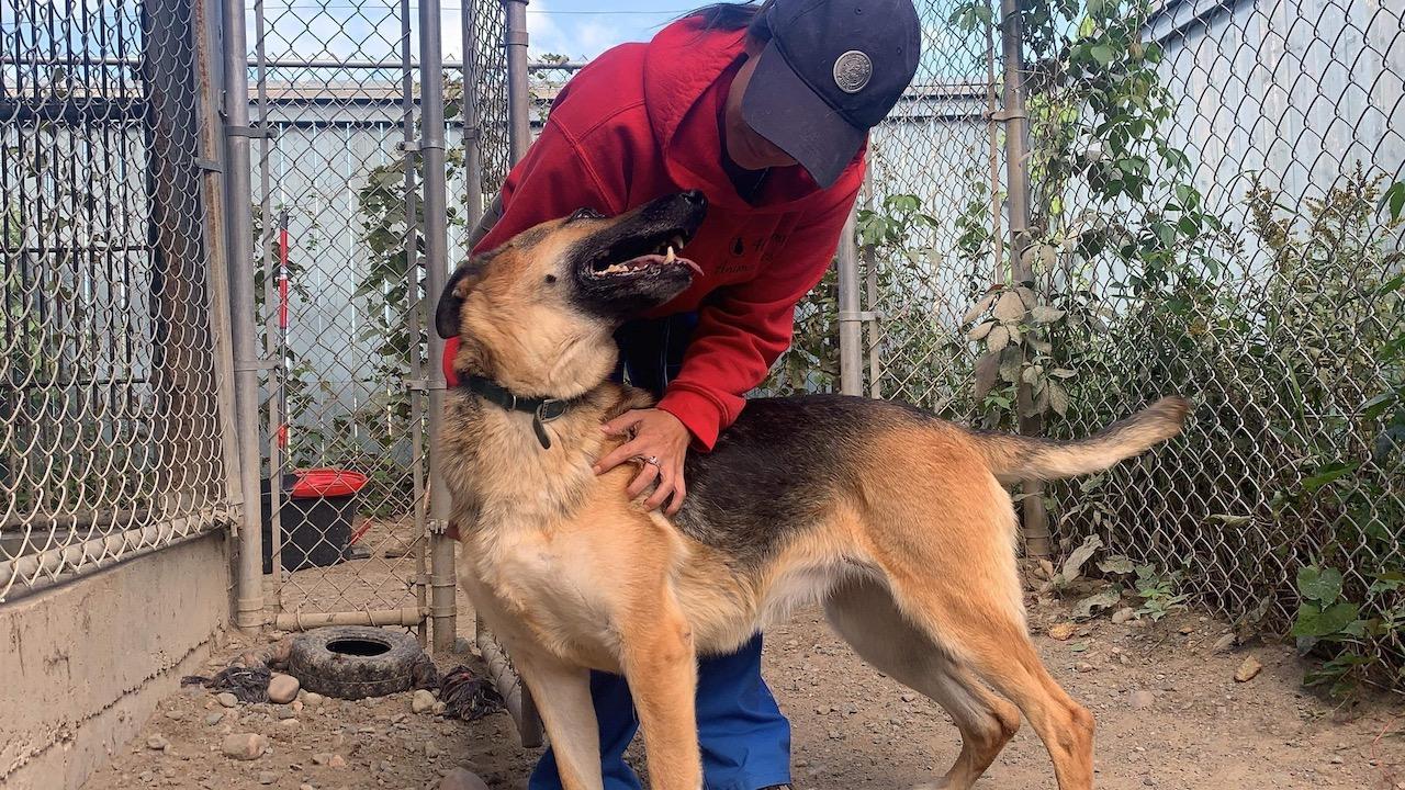 ‘From broken situations to confident dogs’: How to deal with canine ...