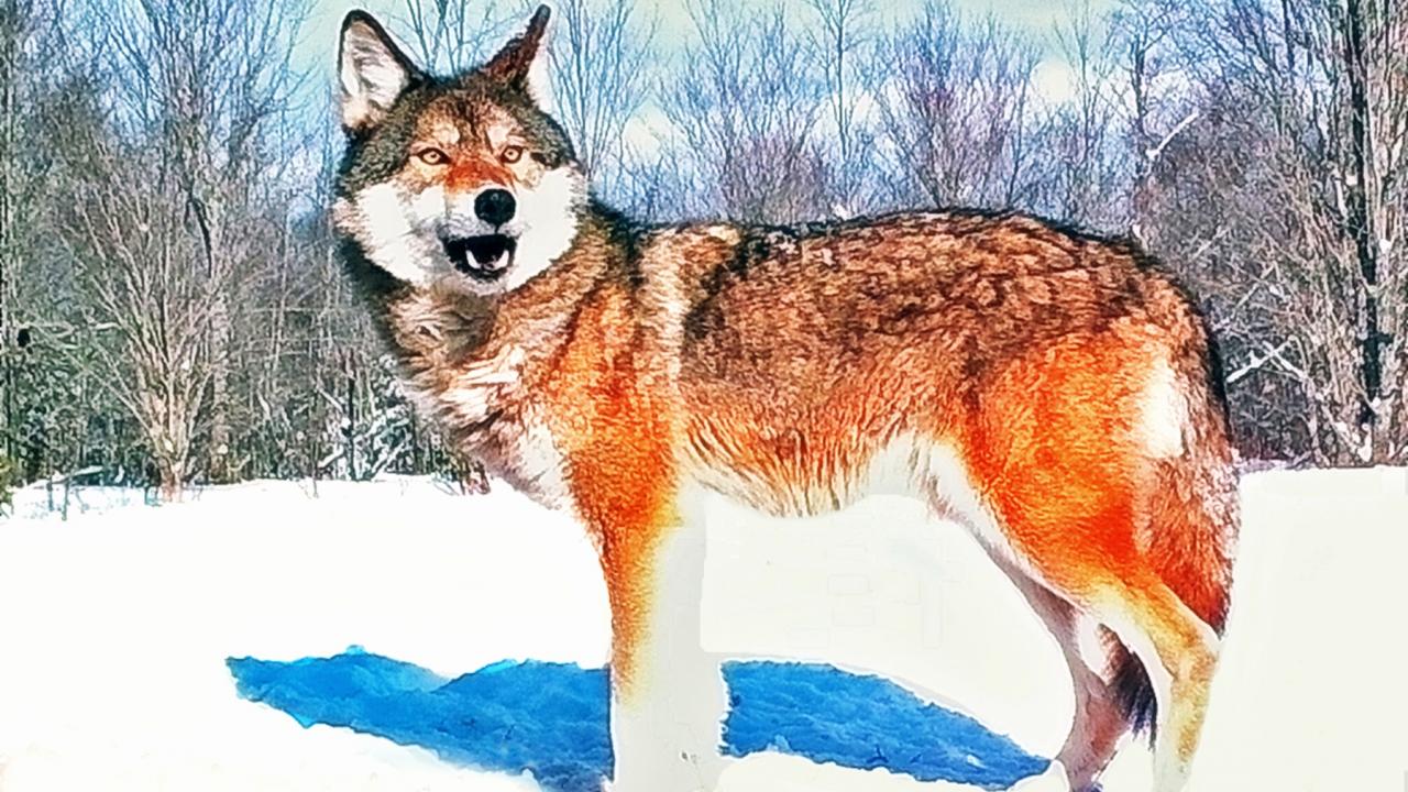 Meet Ontario’s very own wolf man | TVO Today