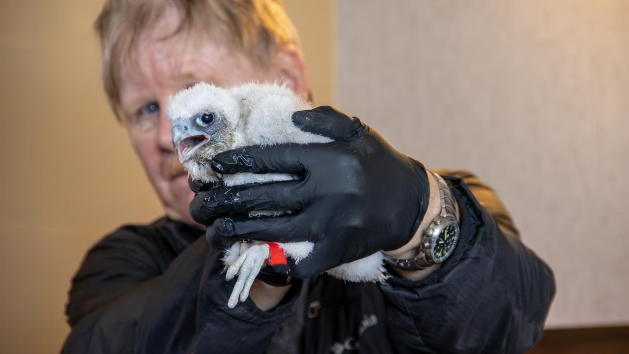 Meet Hamilton’s newly banded falcon chicks | TVO Today