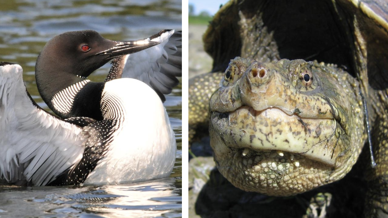 Ontario’s Unofficial Official Animal: And the winner is… | TVO Today
