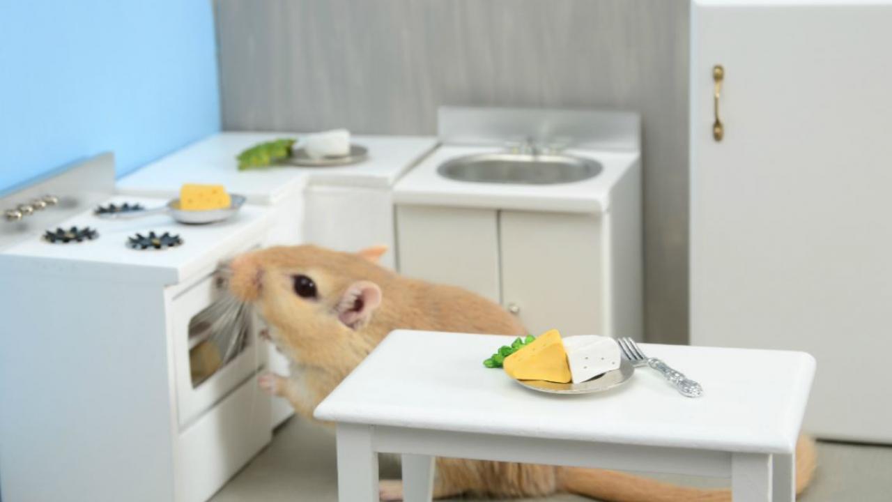 Do homes without kitchens mark the end of human civilization?