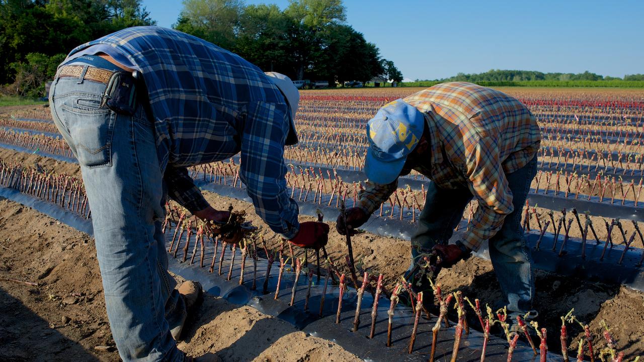 Ontario must do more to protect migrant workers. Here’s how | TVO Today