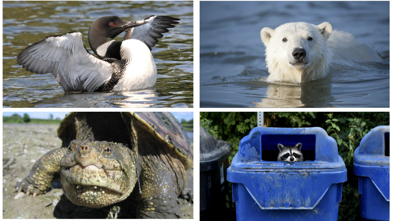 Ontario’s Unofficial Official Animal: Let the voting begin | TVO Today