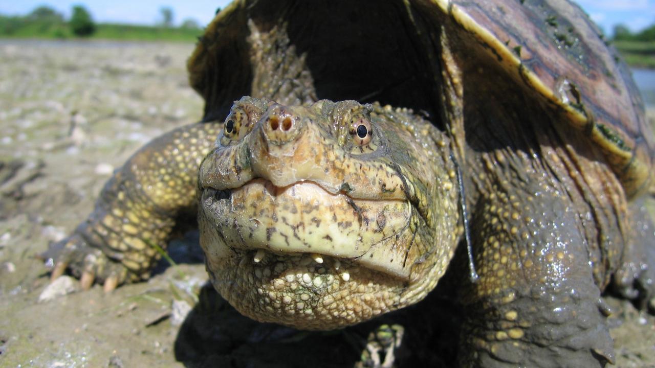 What’s Ontario’s favourite animal? The case for the snapping turtle ...