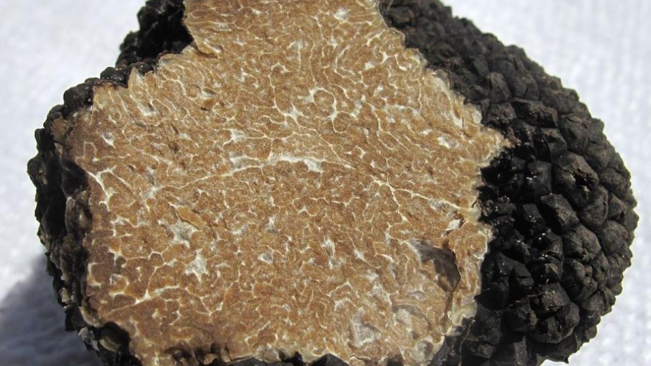 Here comes truffle: Why these Ontario farmers are hoping to make an ...