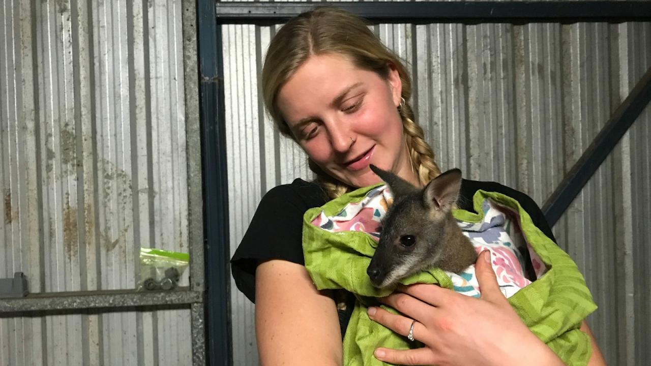 Ontario’s animal rescuer Down Under | TVO Today