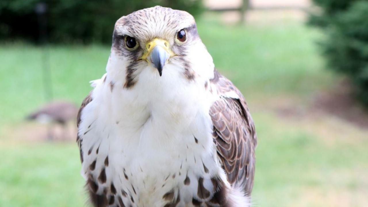 Why Ontario’s wildlife-rehab centres could become an endangered species